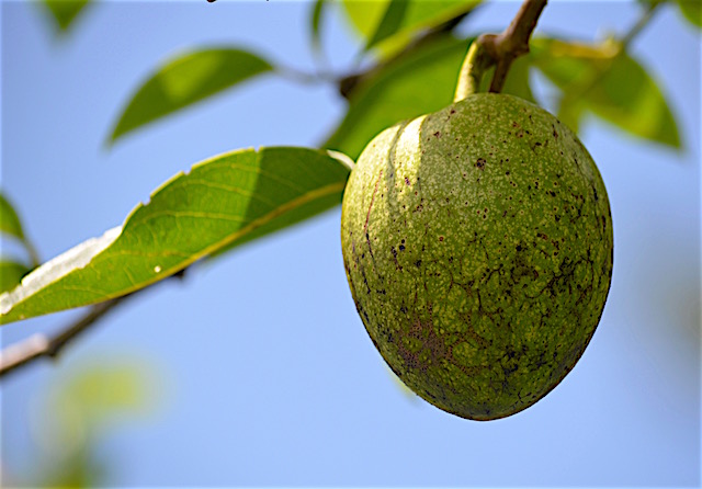 Fruits des Antilles, pas comme les autres... - Family Evasion