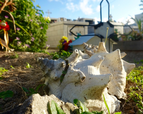 Le lambi, un symbole des Antilles - Family Evasion