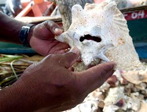 Le lambi, un symbole des Antilles - Family Evasion