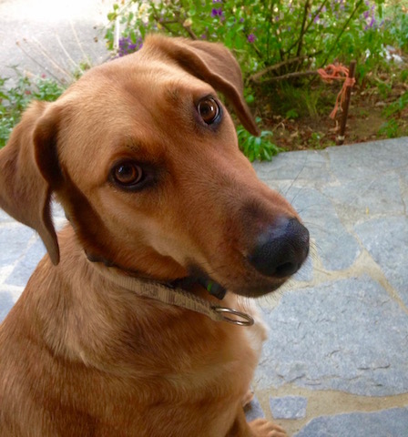 Berger créole … un chien mal aimé ? - Family Evasion