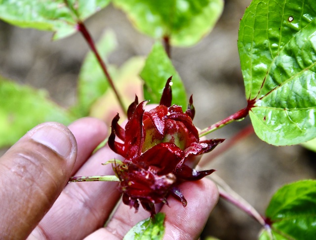 Le bissap, ça décape et ça retape ! - Family Evasion
