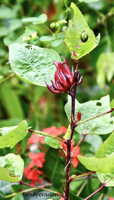 Le bissap, ça décape et ça retape ! - Family Evasion