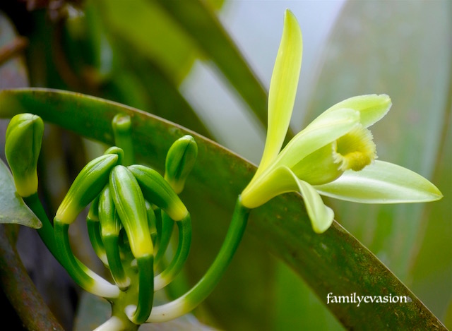 Muscade, la belle enivrante ! - Family Evasion