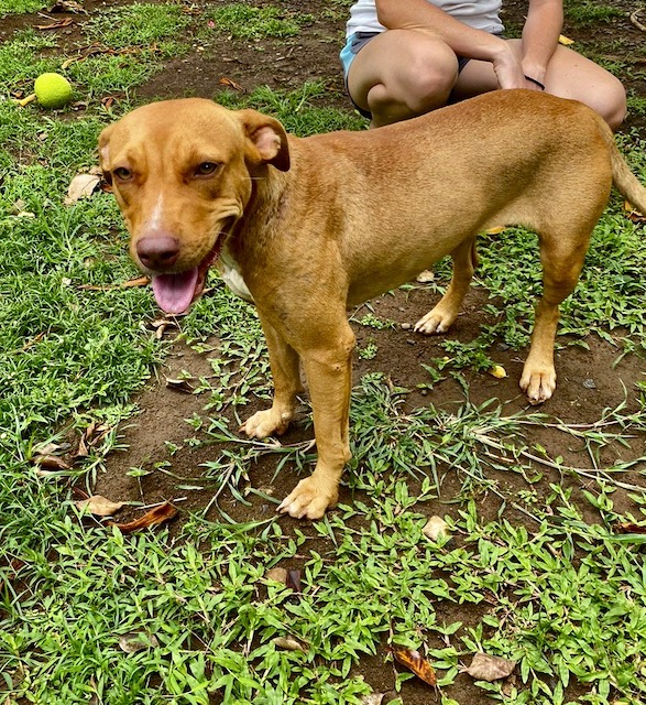 Berger créole … un chien mal aimé ? - Family Evasion