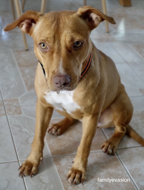 Berger créole … un chien mal aimé ? - Family Evasion