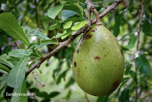 Calebasse, un jeu de lumières embrasées ! - Family Evasion