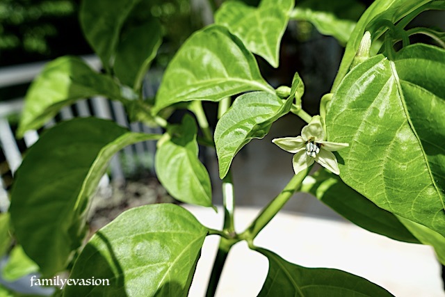Piment végétarien ou piment végétal, un régal ! - Family Evasion