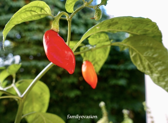Piment végétarien ou piment végétal, un régal ! - Family Evasion