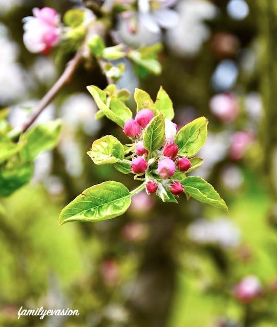 Techniques de validation de Naomi Feil - Family Evasion
